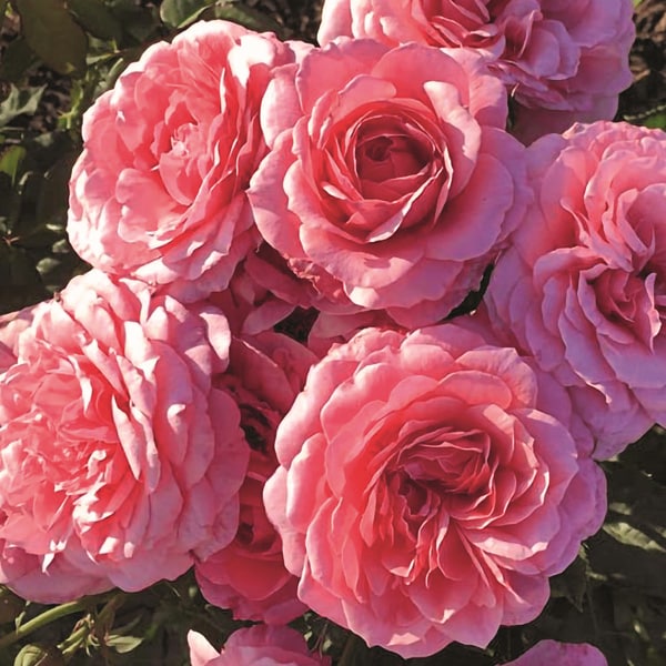 Uptown Girl Rose