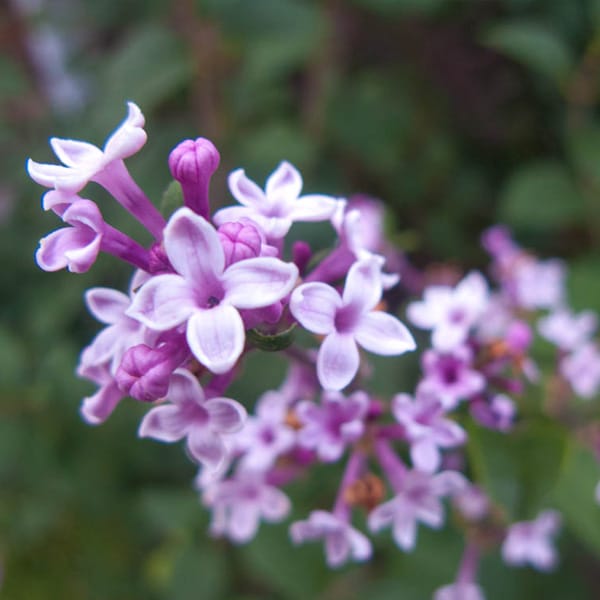 Josee | Lilac | Beaver Bark Gift & Garden Center